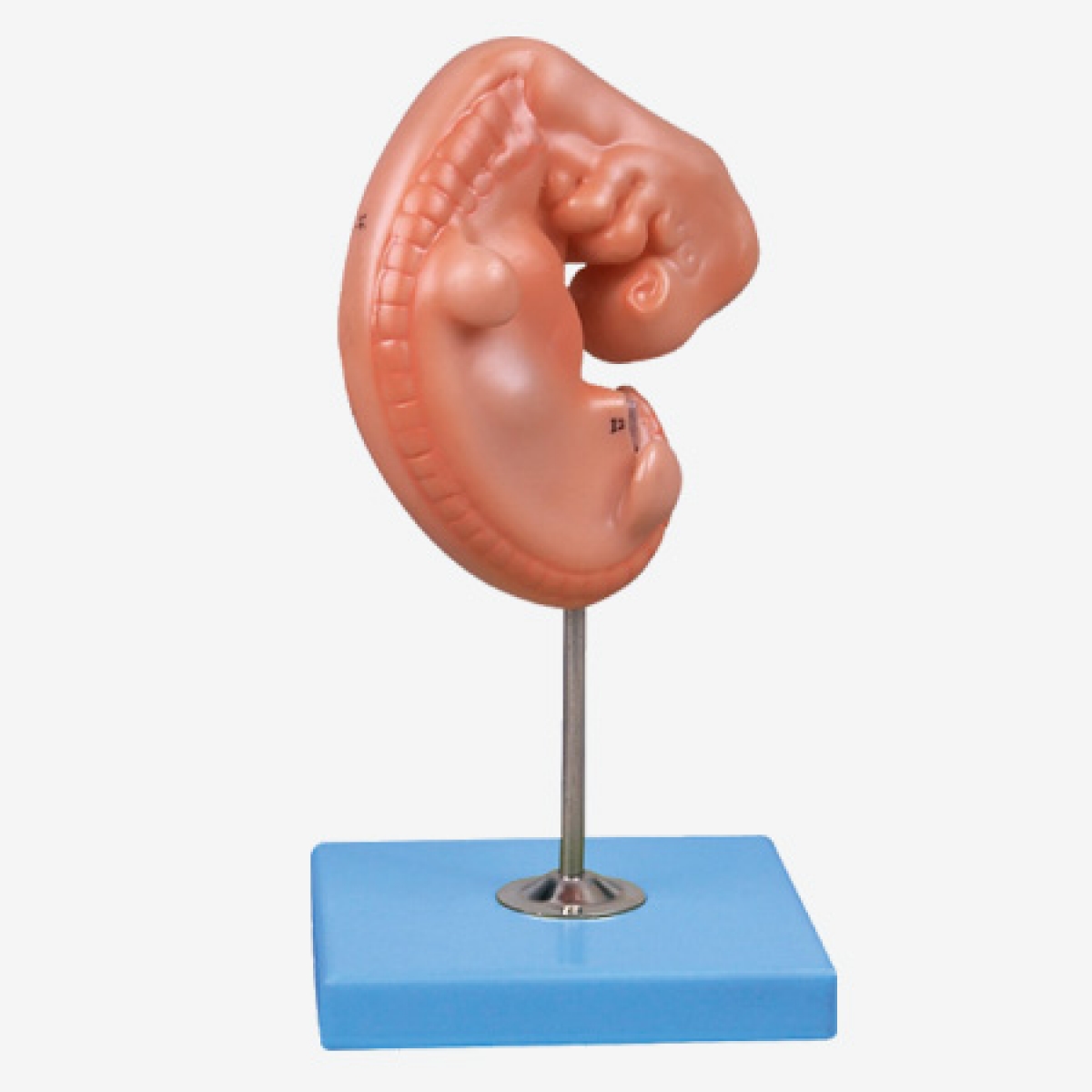 Embryo Model With Correct Anatomical Details - MYASKRO
